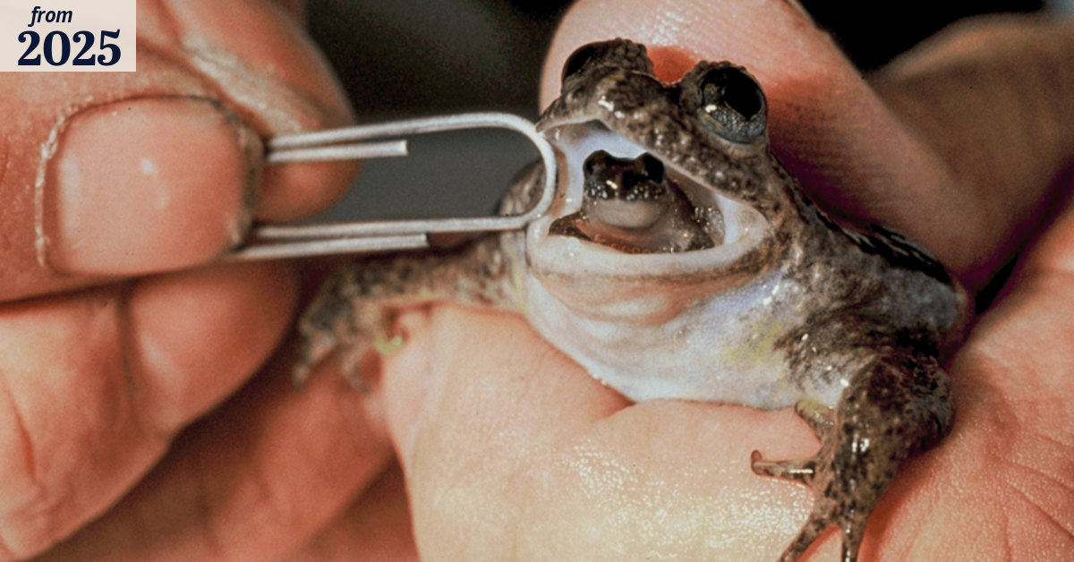 The premier, the poet and the fight to save a frog