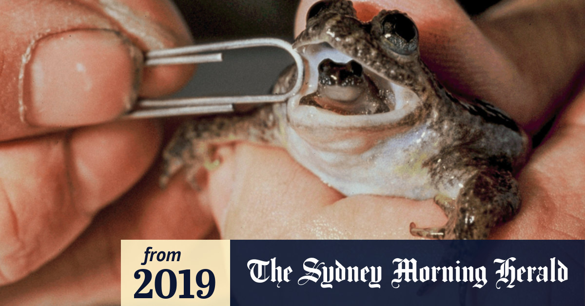 Wanted - hopefully alive - the frog that gives birth through its mouth