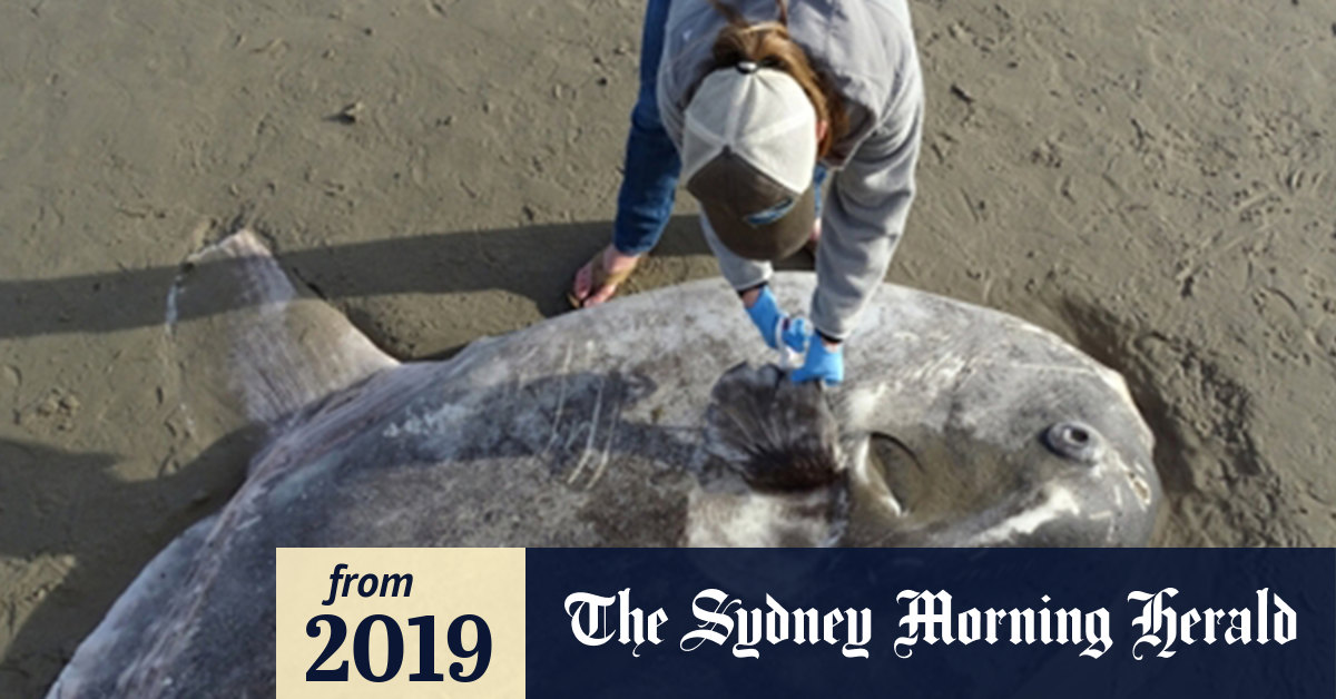 'Weirdest-looking thing you've ever seen': massive sunfish washes up in US