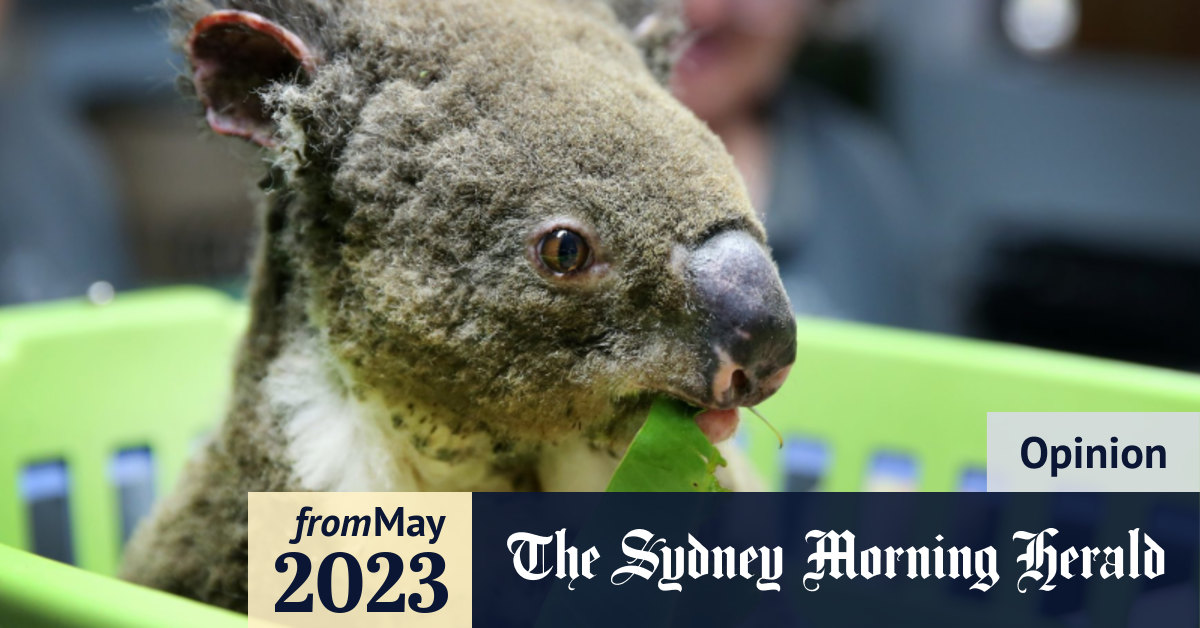 Is it too late to save an Aussie icon from extinction? I asked ‘Dr Koala’