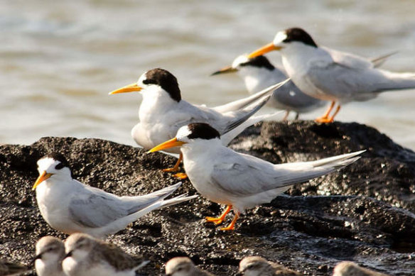 Over a dozen endangered birds killed by single cat near Mandurah estuary