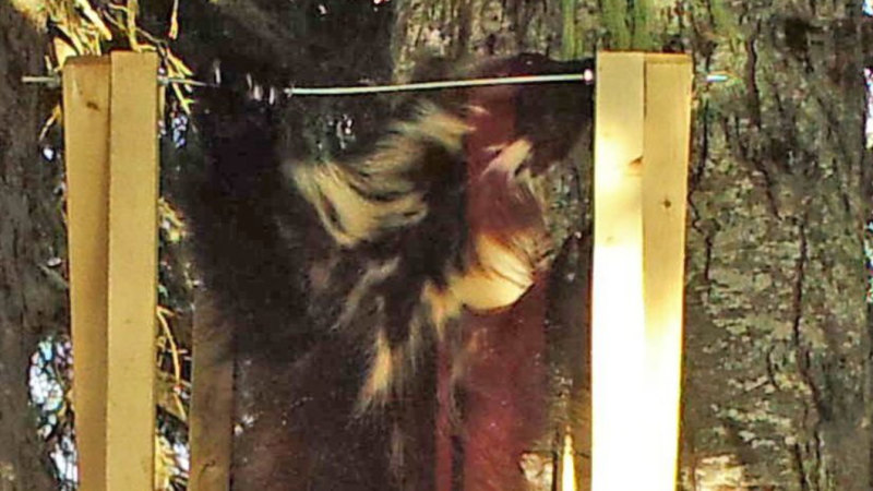 Breeding wolverine heralds comeback for charismatic carnivore