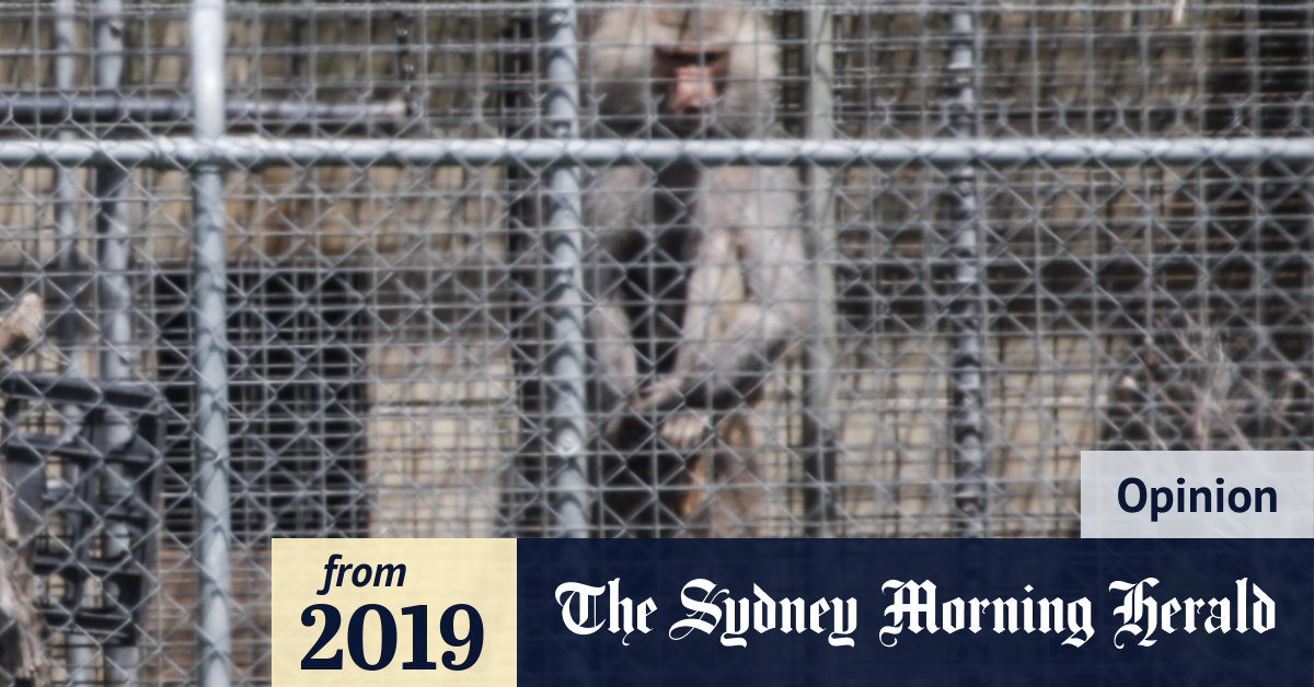 Animal testing: Australia needs to catch up on better ways to do research