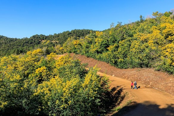 Mimosa in France: How Australia's native wattle brightens the Cote d'Azur