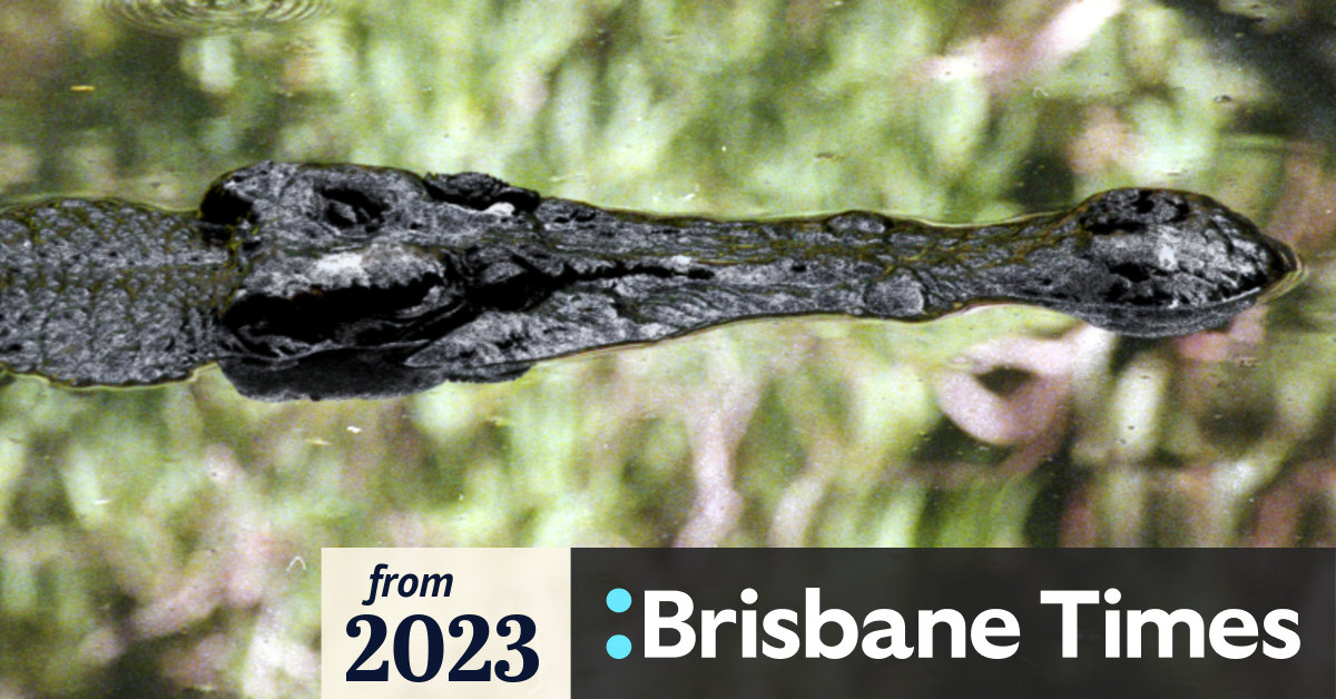 Crikey! Rangers scramble to confirm croc sighting on Straddie