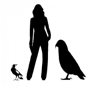 Squawkzilla the metre-tall parrot ate nuts, berries - and other parrots