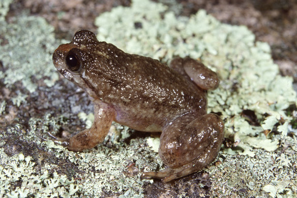 Four frogs on threatened-species list probably already extinct