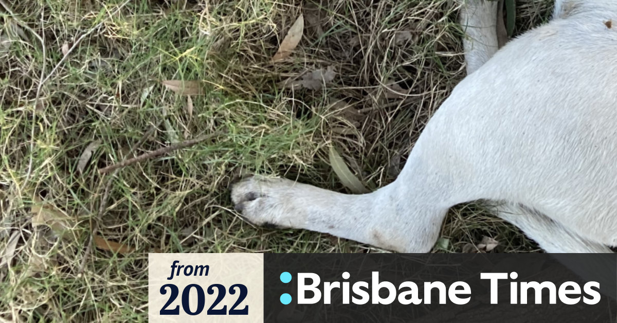 ‘Horrific’: Dead dog found tied to tree at Brisbane boat ramp
