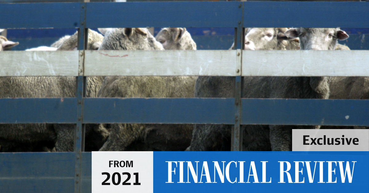 Farmers, MPs urge end to summer sheep export ban