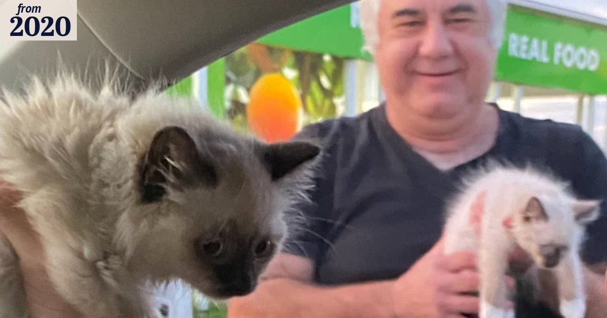 Illegal kittens from a car boot: How an animal cruelty peddler stays in ...
