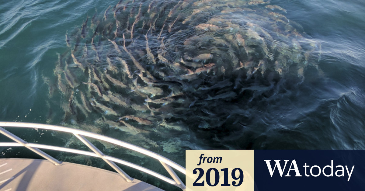 WA pink snapper season changes to better protect species