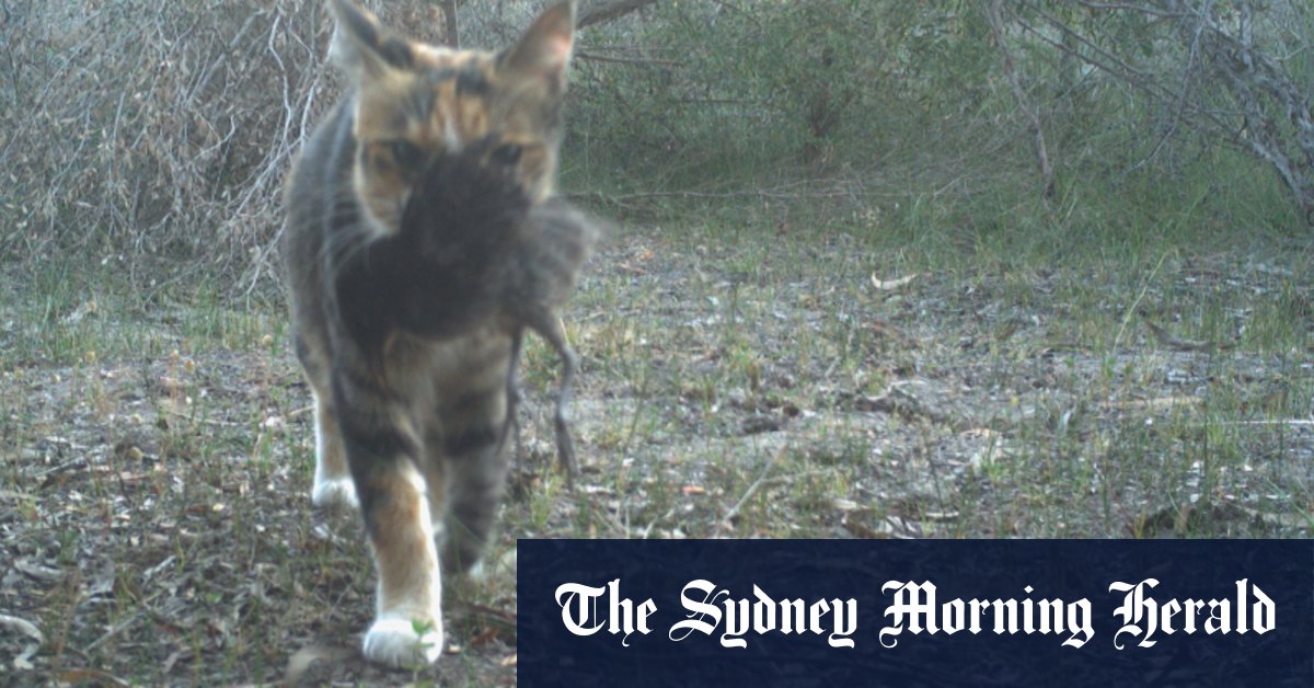Feral cats Australia: How the Felixer is declaring war on a national ...