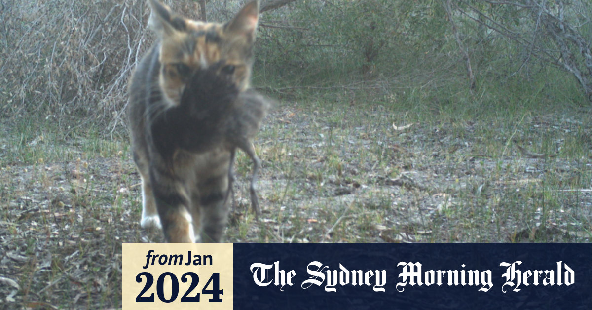 Feral cats Australia: How the Felixer is declaring war on a national ...