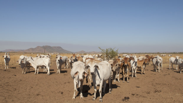 Labor offers $215m to end decade-old live export legal stoush after ...