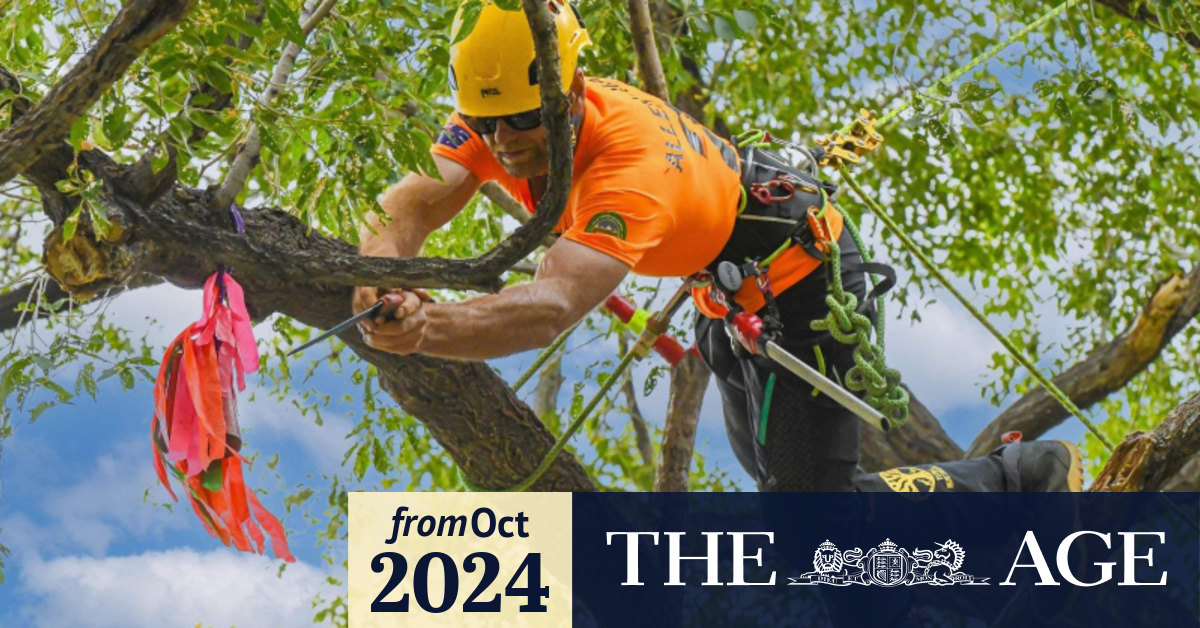 Tree climbing world champion: Australian tree climbing champion to ...