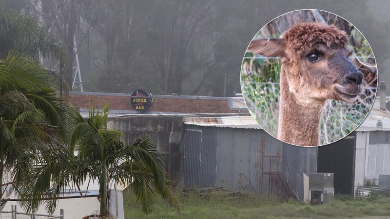 Police call for restrictions on bikie club over alpaca allegations