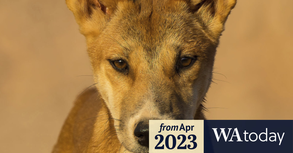 Mother fights off dingo that attacked toddler as rangers search for animal