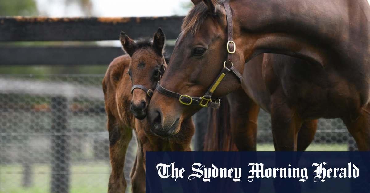 Winx gives birth to Pierro foal at Hunter Valley stud