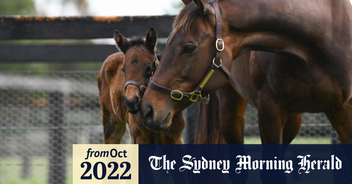 Winx gives birth to Pierro foal at Hunter Valley stud