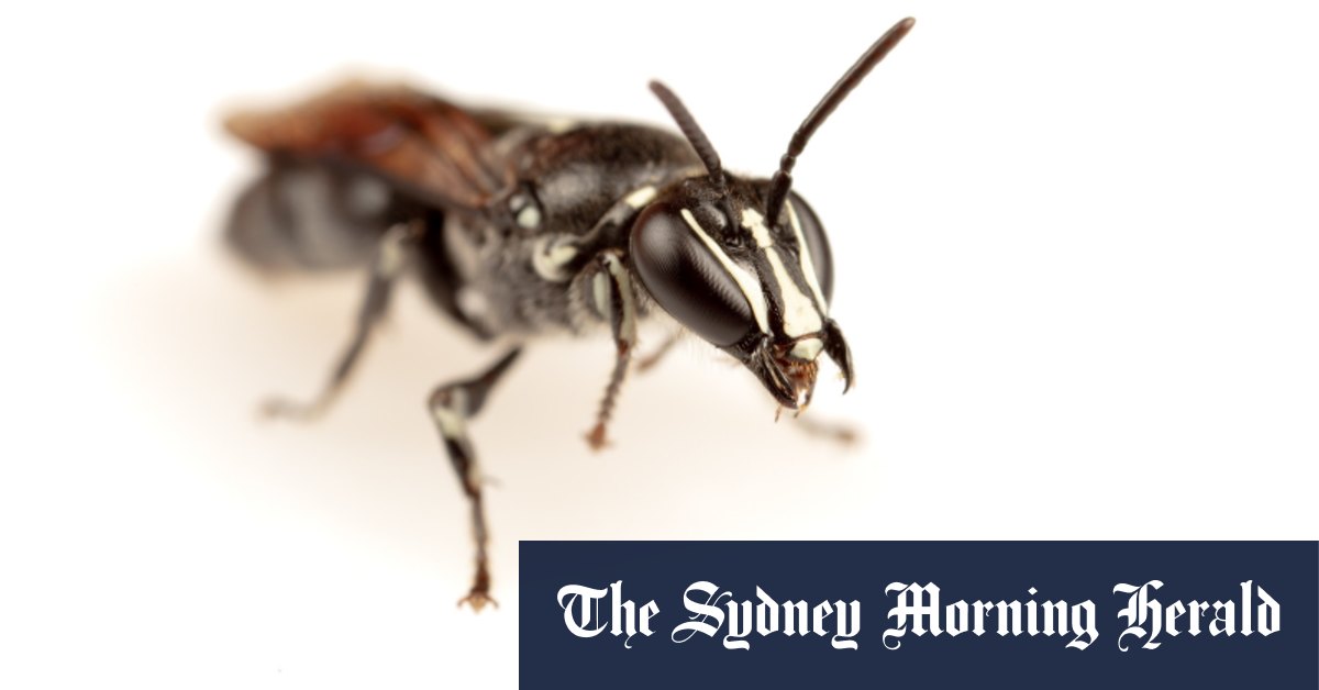 Rare bee once believed extinct discovered in Queensland