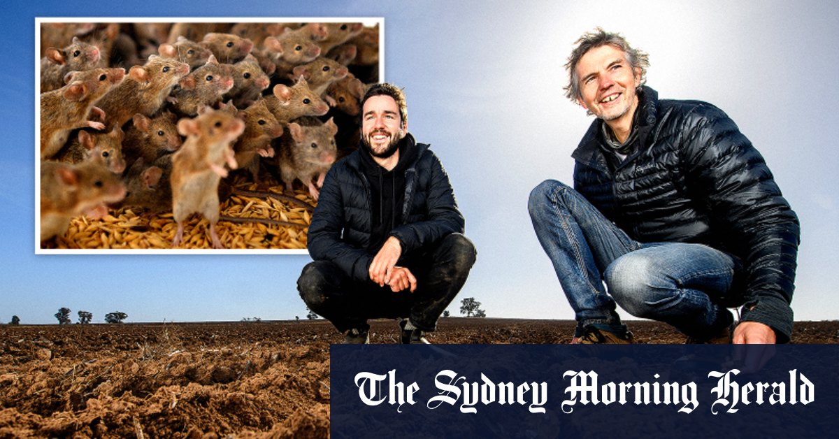NSW mouse plagues: Farmers use simple trick to stop damage
