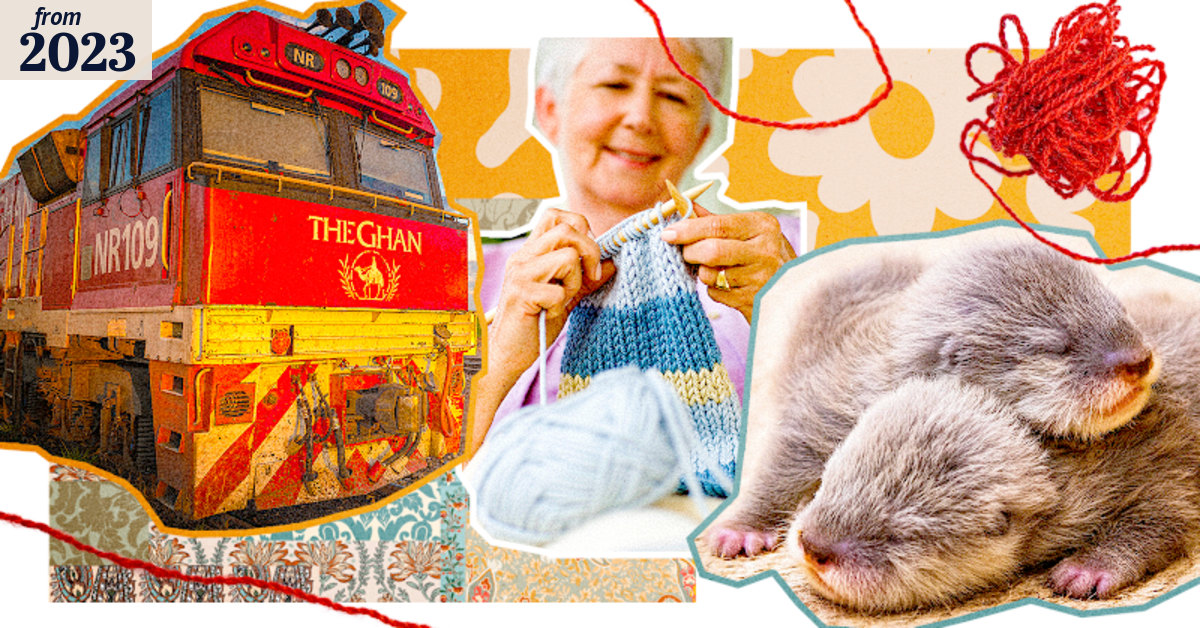 Netflix Baby Animal Cam: Slow TV shows gorillas, trains, knitting and ...