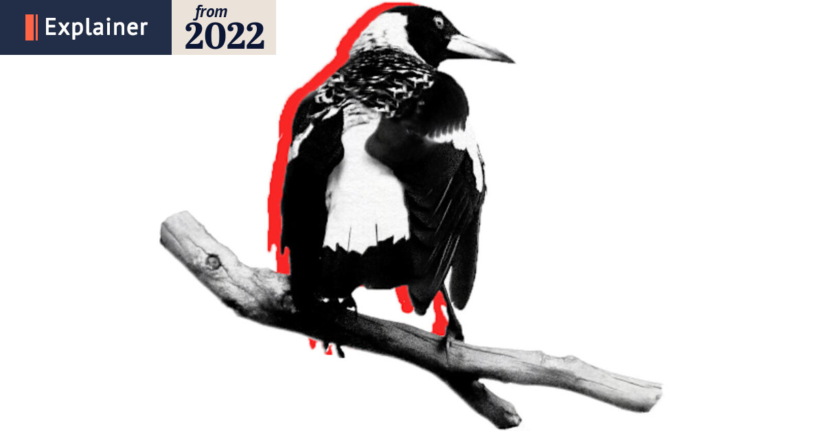 Magpie swooping season: Why do they do it and how can you avoid it?
