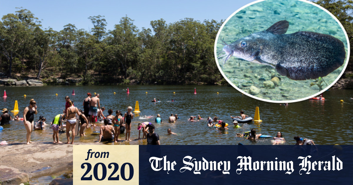'Shocking, scary': The eel-tailed catfish terrorising Sydney swimmers