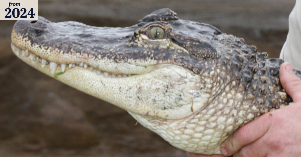 NSW man denies throwing beloved chicken into alligator pen at family ...