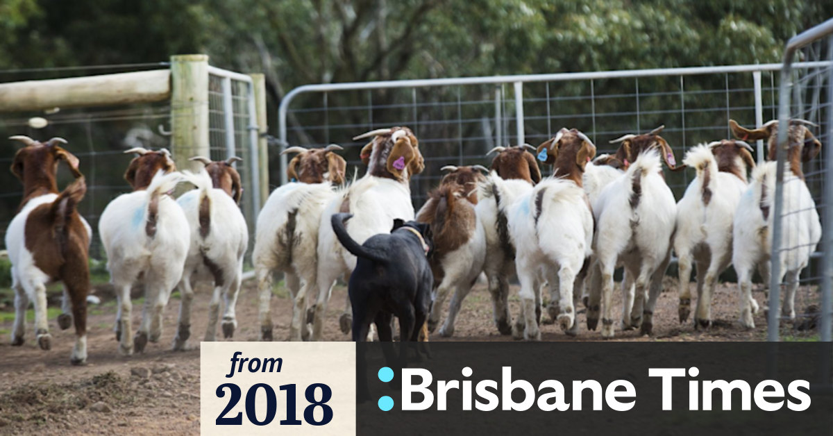 Goat stealing hits Queensland farmers hard as thief given two years' jail