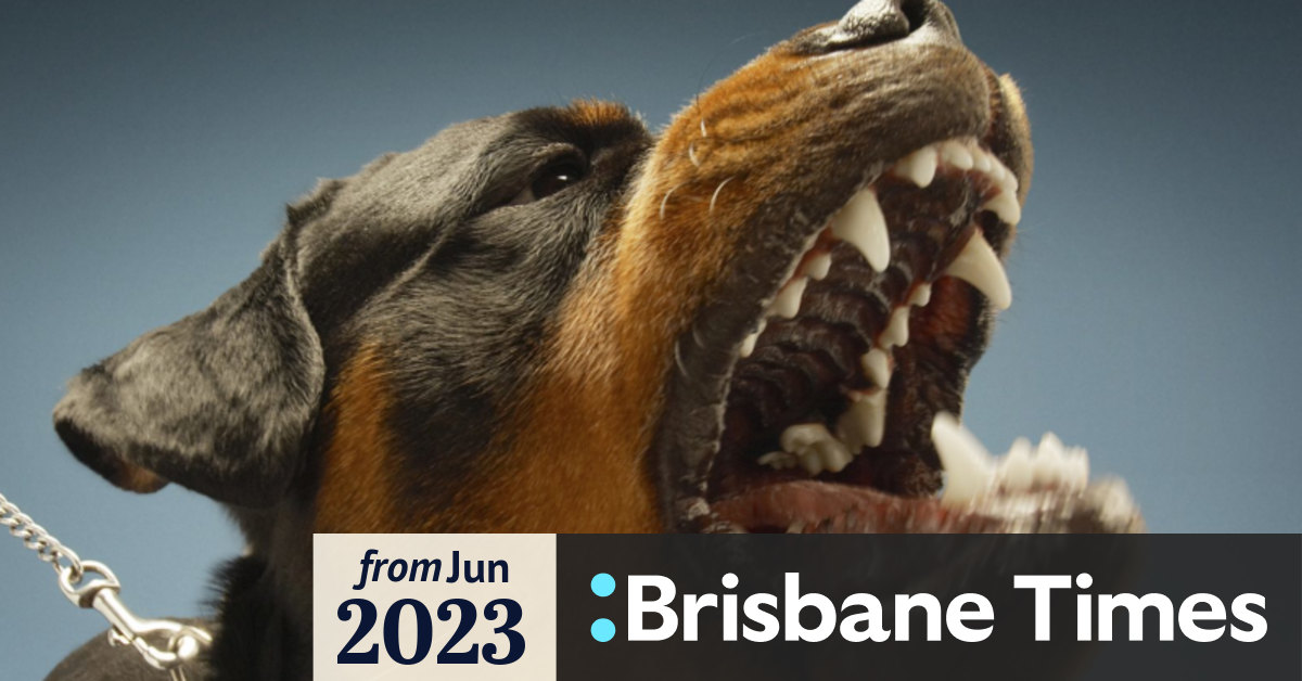 Owners of killer dogs could face jail under proposed Qld laws