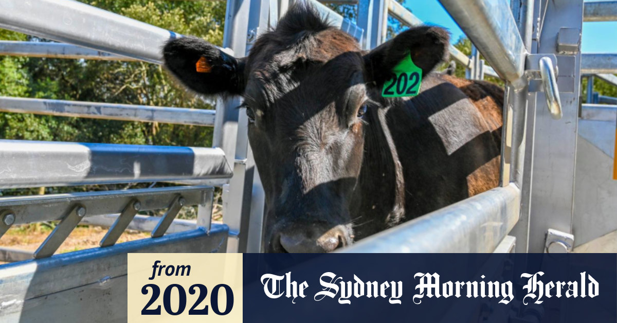 Bull on the loose in Sydney's north