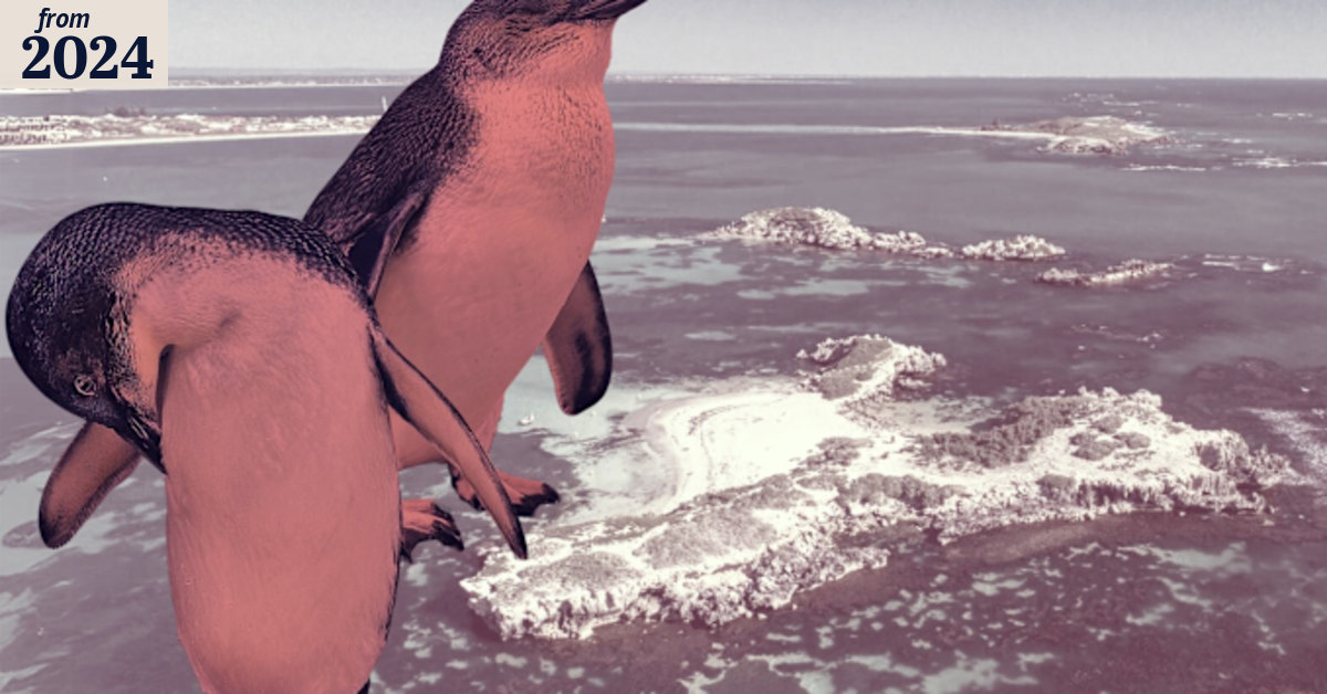 Penguin Island, Rockingham: Western Australia’s little penguin ...