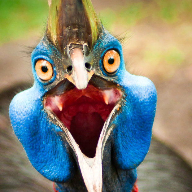 Cassowary attack, a Tiger snake bite, a crocodile attack, and a redback ...