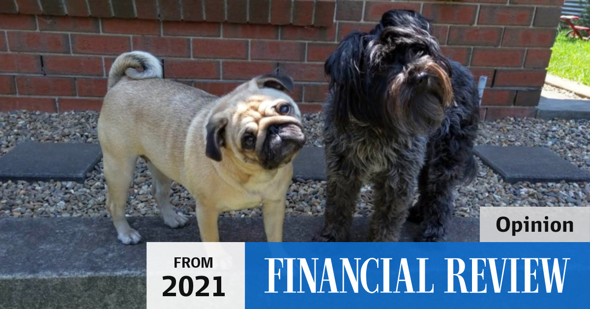 Mad Paws throws ASX investors a bone with $3m buyout