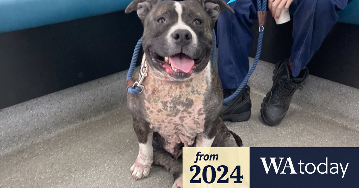 Port Kennedy FIFO dog owner and partner fined, banned for neglecting ...