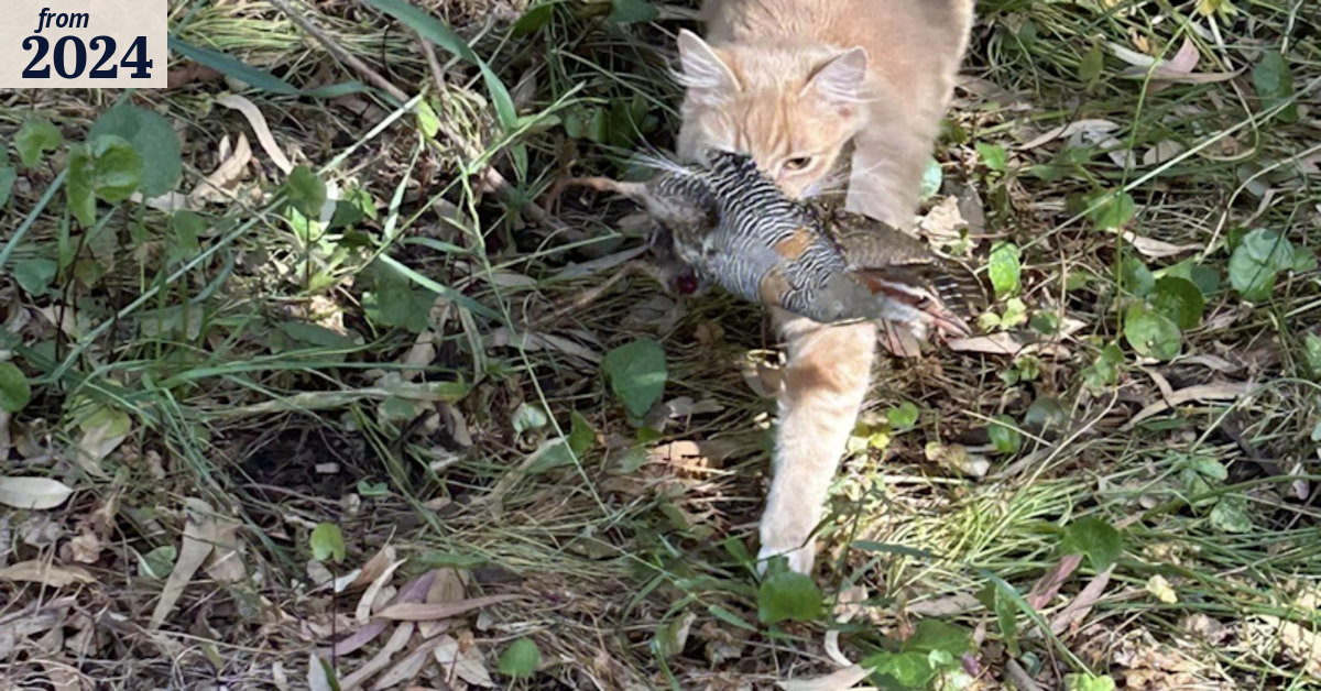 WA cat laws: Roaming cats kill 47 million native Perth animals a year ...