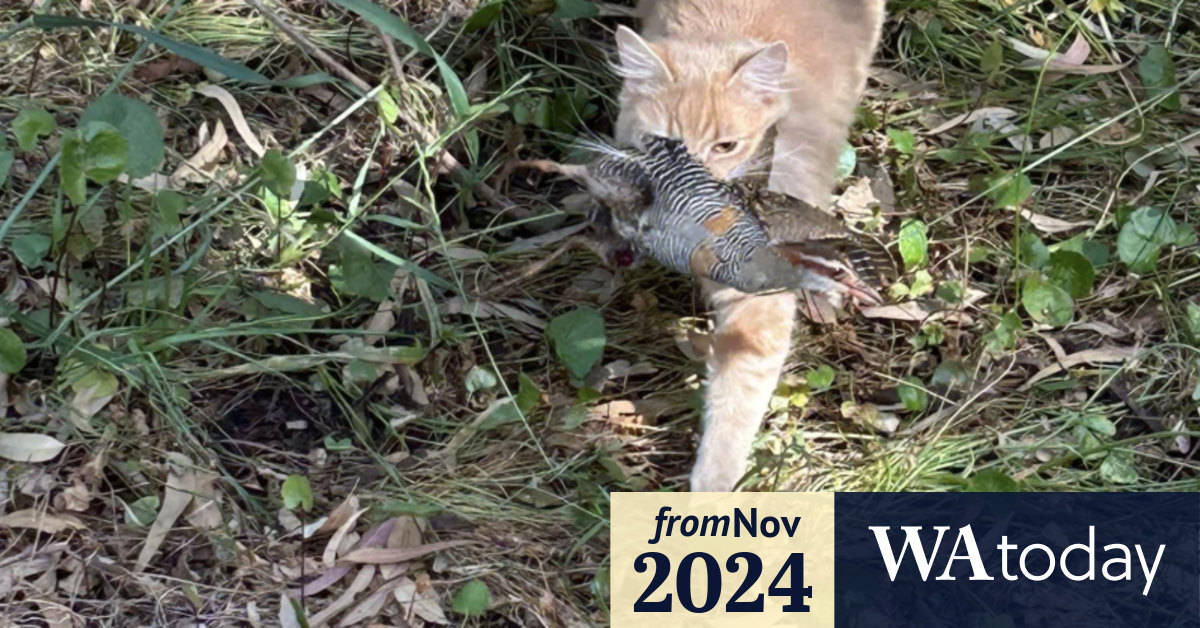 WA cat laws: Roaming cats kill 47 million native Perth animals a year ...