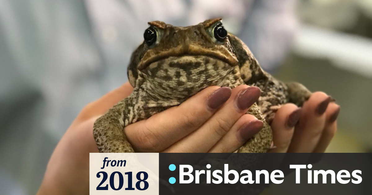Virus discovery offers new means of controlling Queensland's cane toad