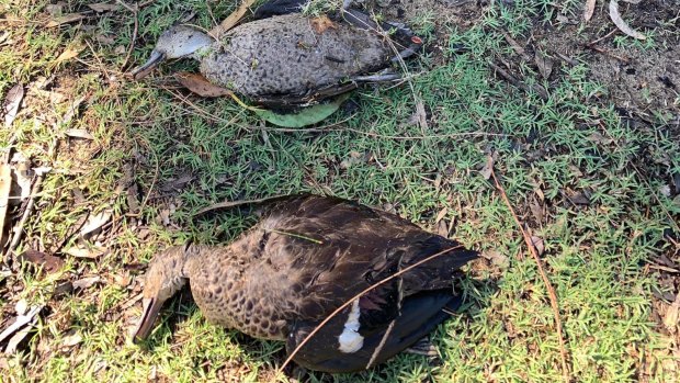 Dozens of birds dead, sick following botulism outbreak in Perth