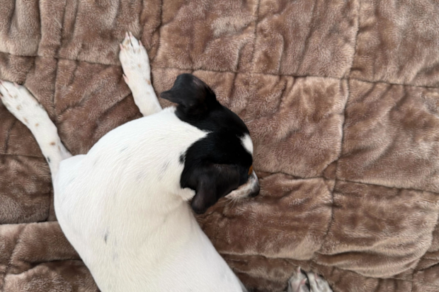 Oodie Weighted blanket review: 3 reasons why you need a weighted ...