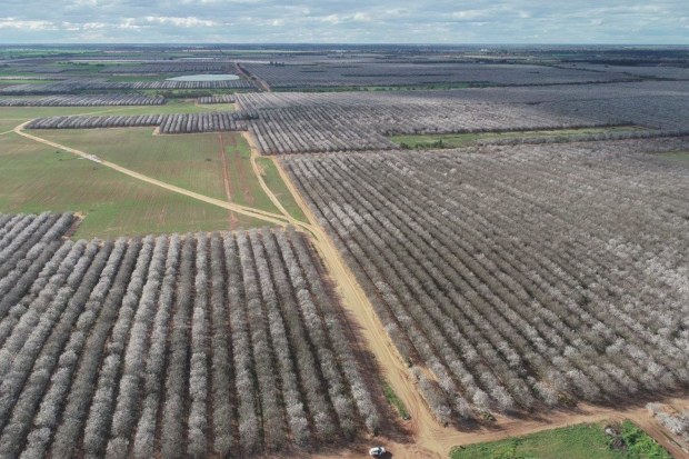 ASX SHV: Select Harvests swings to $114m loss as almond volumes, prices ...