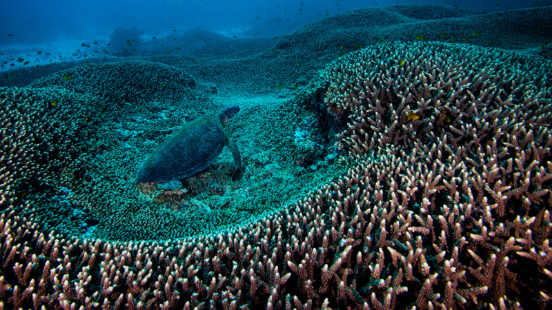 Great Barrier Reef Outlook Report downgraded to 'very poor' as threats ...