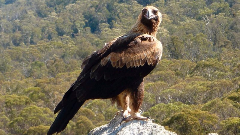 'Biggest case' officials have seen as wedge-tailed eagle death toll ...