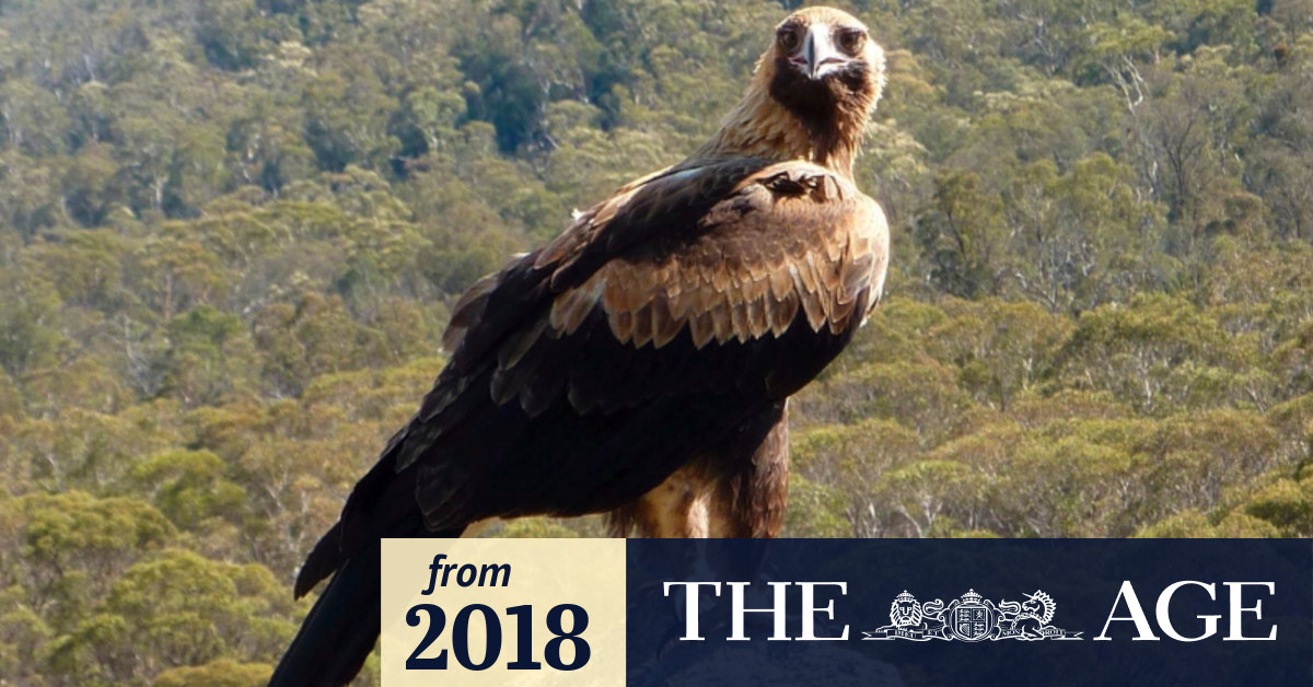 'Biggest case' officials have seen as wedge-tailed eagle death toll ...