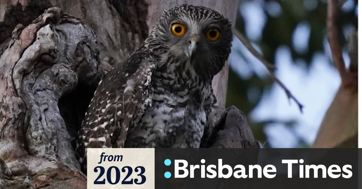 Hoo’s out there: Powerful owls hiding among Brisbane suburbs