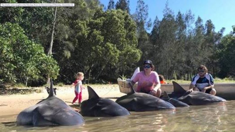 NSW: Four large sharks caught on mid-north coast