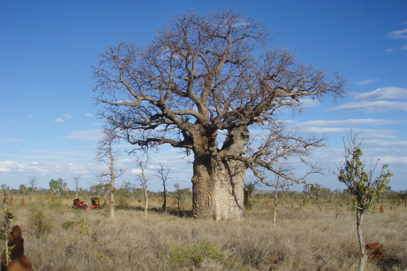Under threat: Race against time to find ancient art carvings in WA’s ...