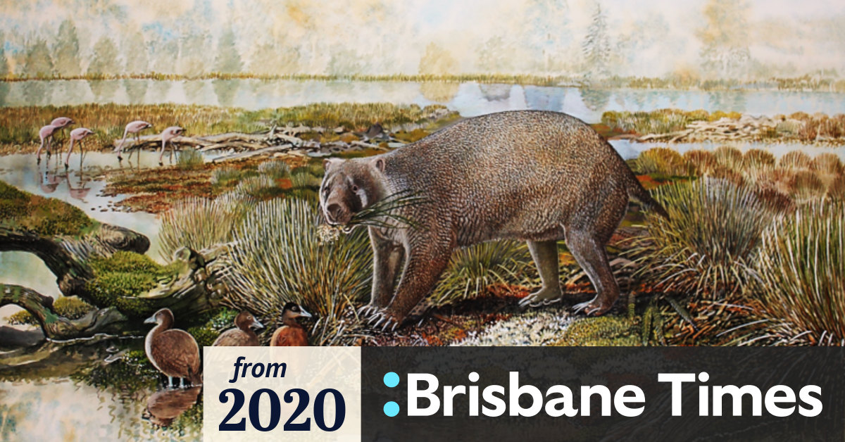 The 'giant wombat' fossil that had to be discovered twice