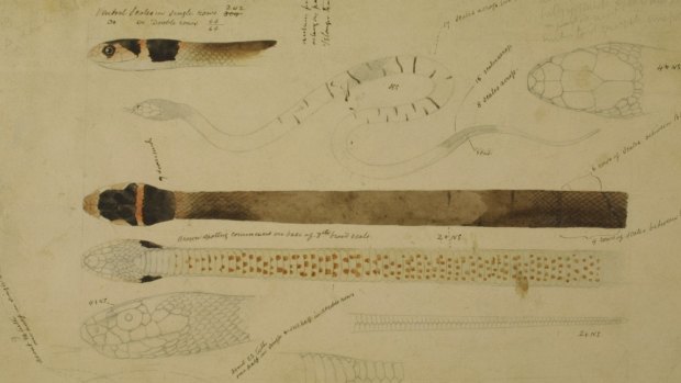 What to do if you see a snake (and where is this likely to happen)